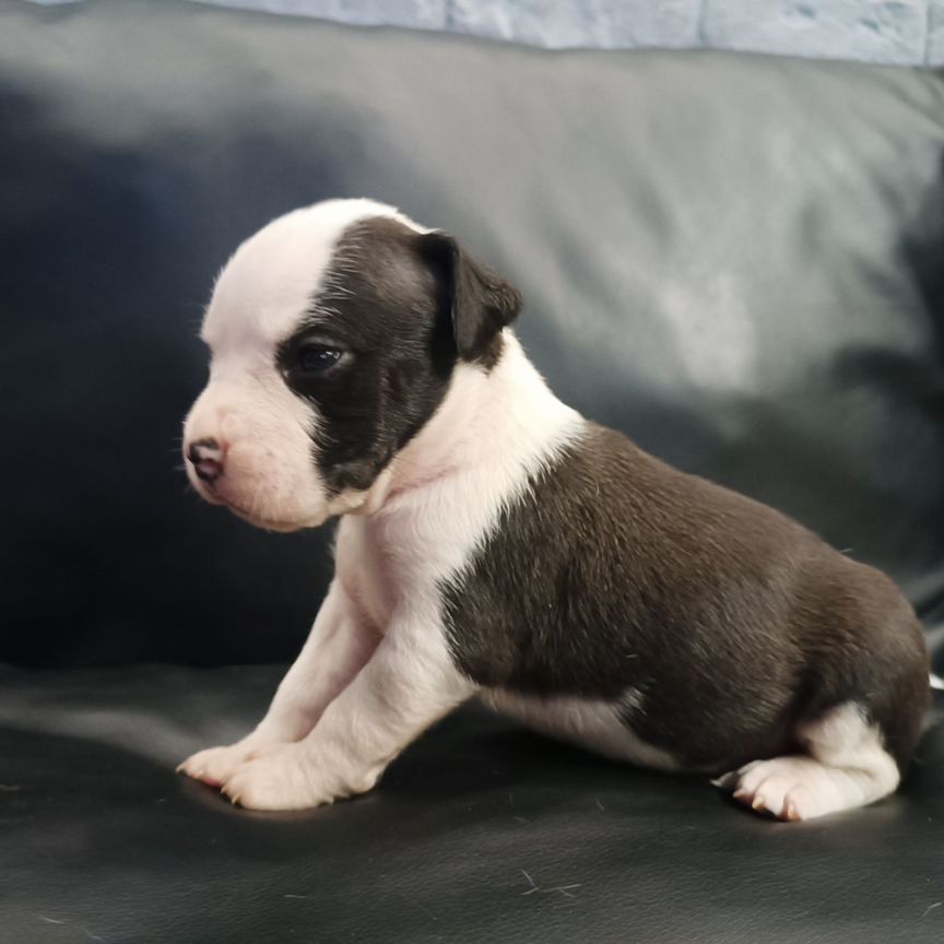 Американский стаффордширский терьер щенки