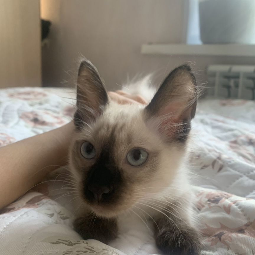 Котенок в добрые руки