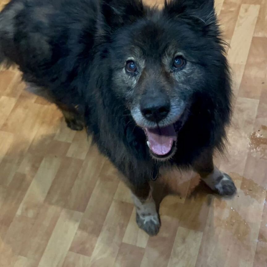 Собака в добрые руки