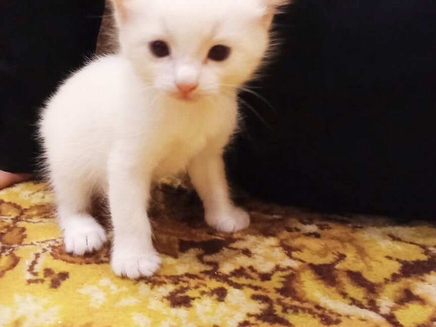 Белый котенок с голубыми глазами