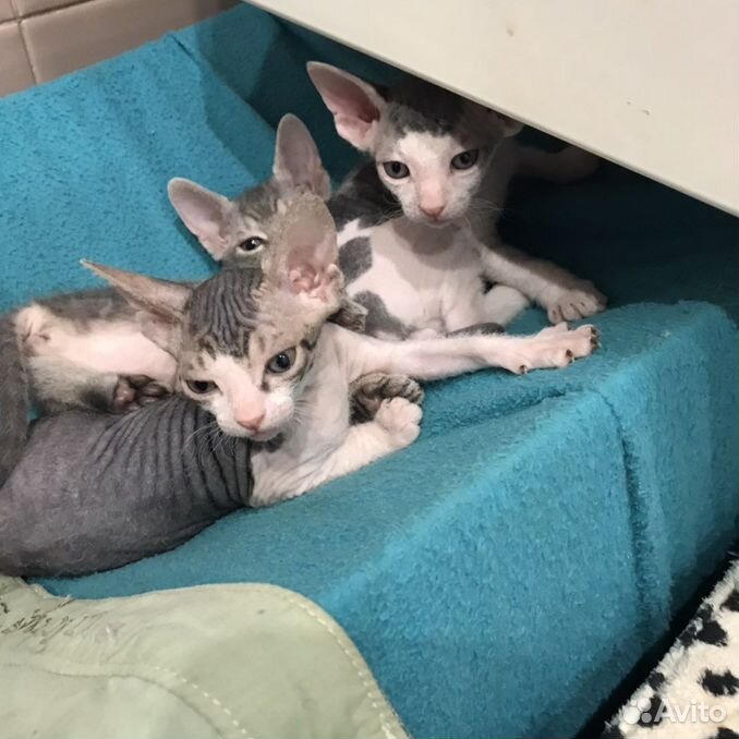 Открыта бронь на котят