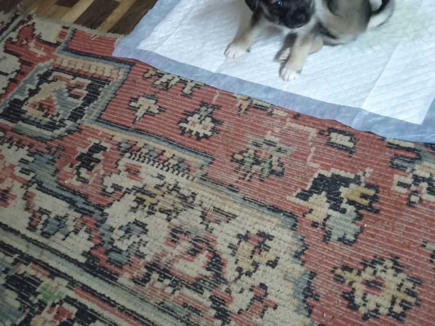 Щенки метисы в добрые руки