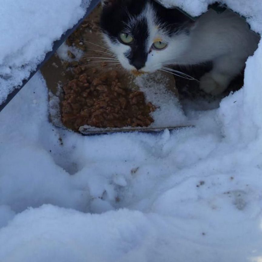 Замерзает котёнок