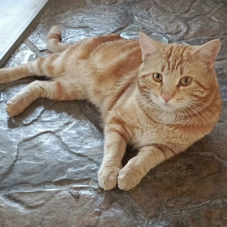 Взрослый кот в добрые руки