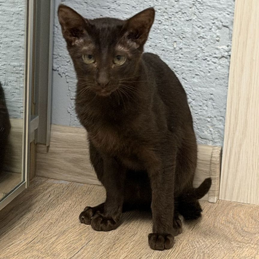 Ориентальный котёнок