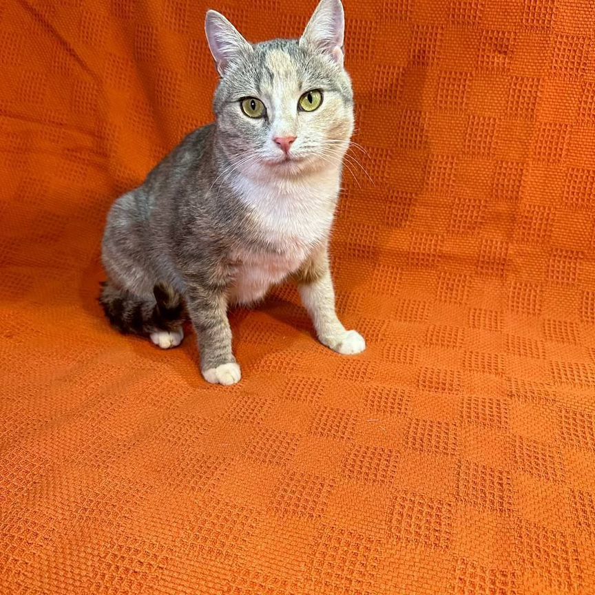 Кошечка Изольда Матильдовна ищет дом