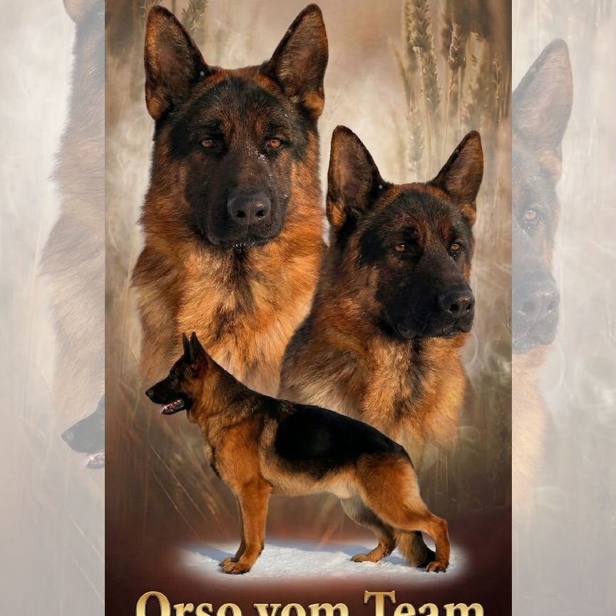 Немецкая овчарка, вязка