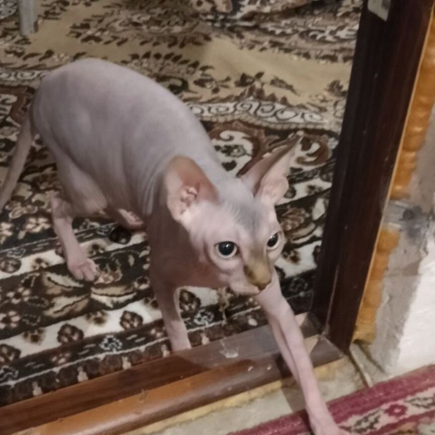 Канадский сфинкс, взрослый кот