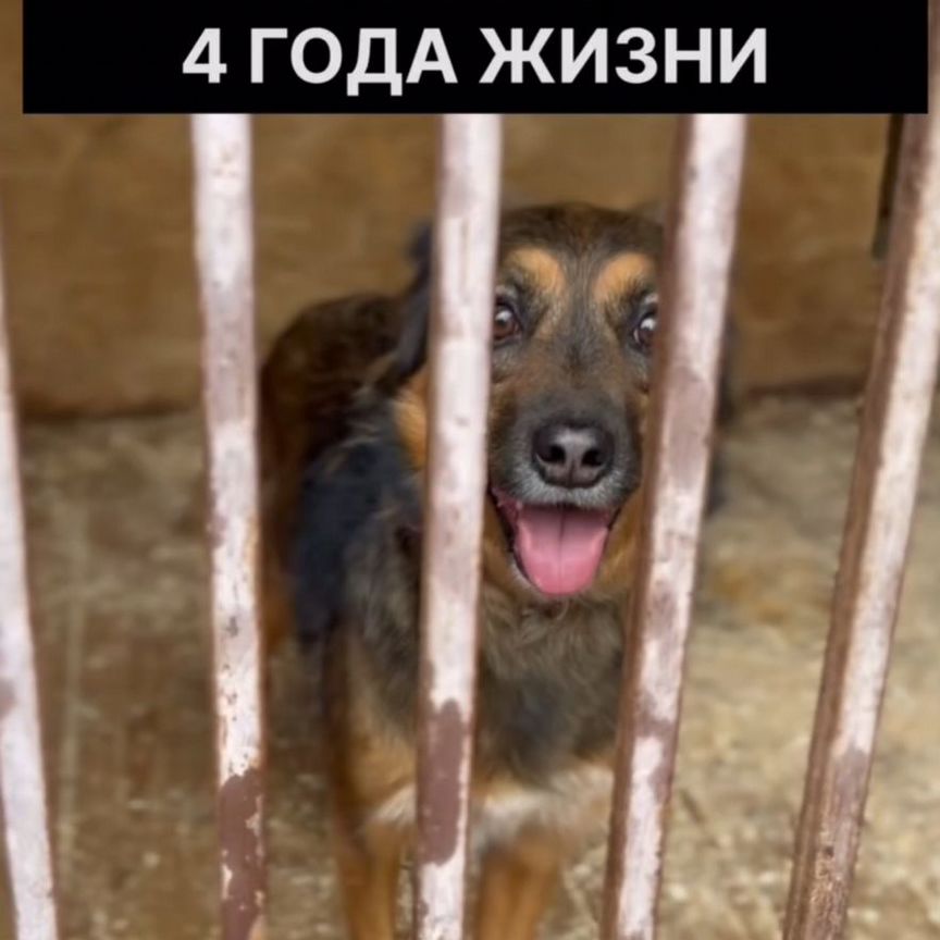 Джилли предали и вернули в приют через 4 года