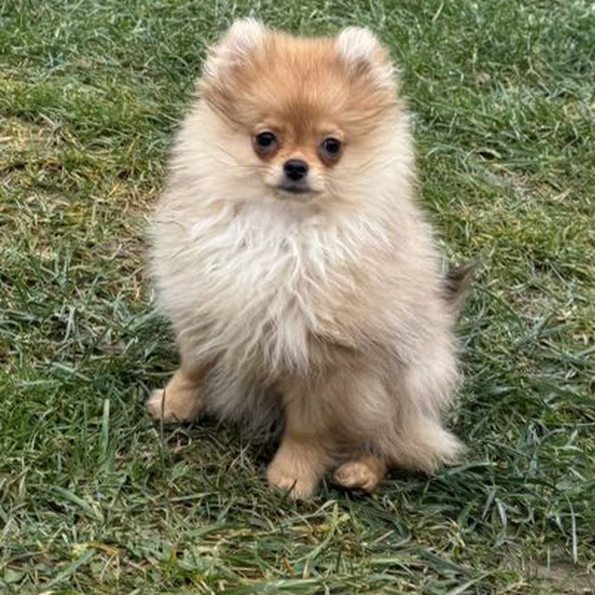 Померанский шпиц, щенок