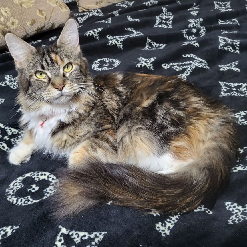 Мейн-кун, взрослая кошка