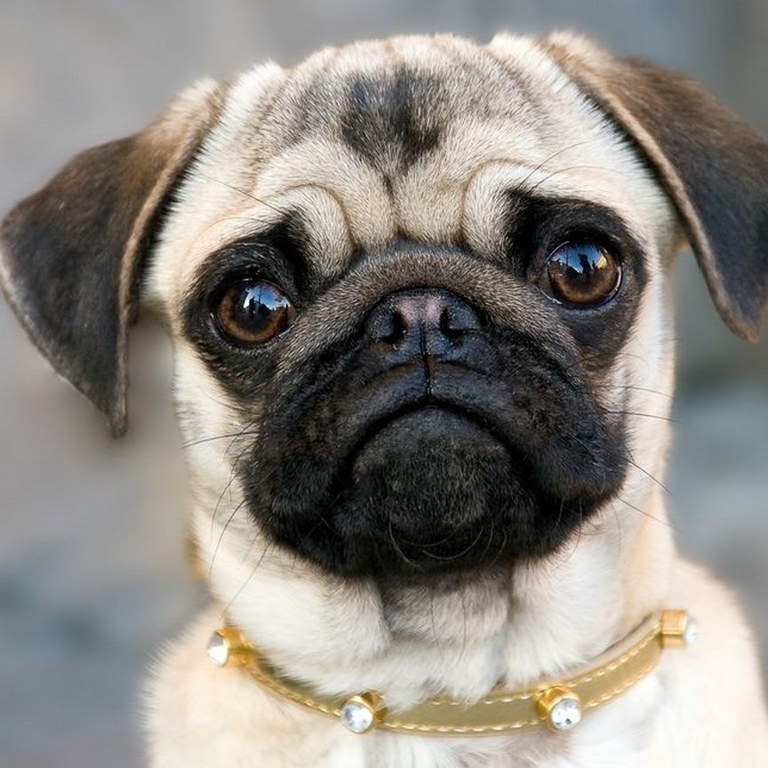 Мопс, взрослая собака