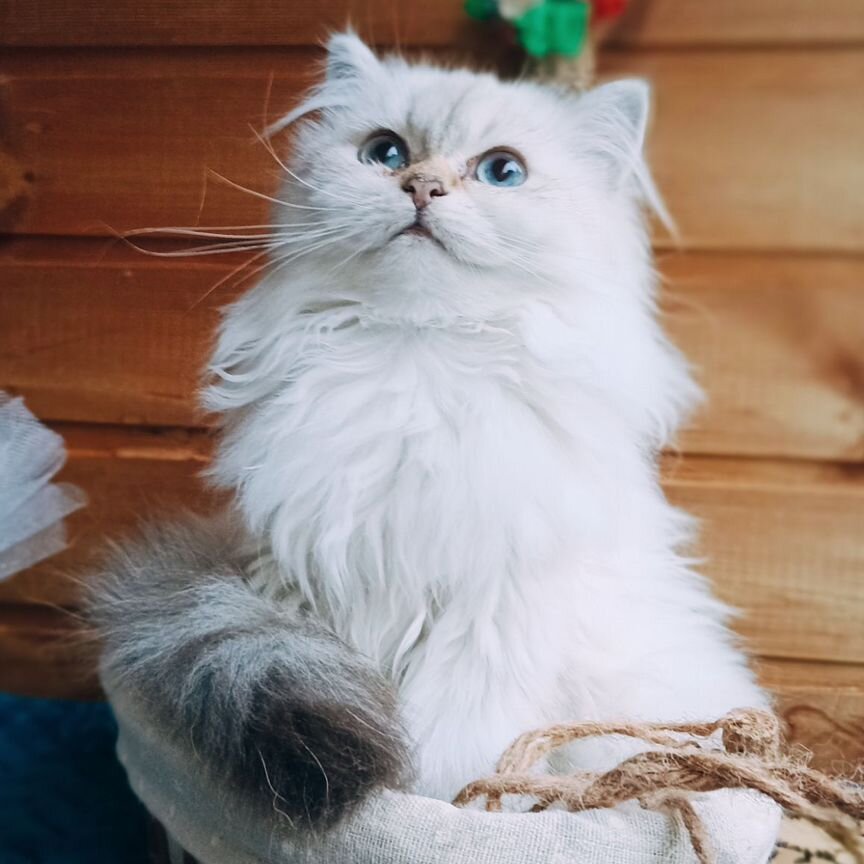 Британский длинношёрстный котёнок