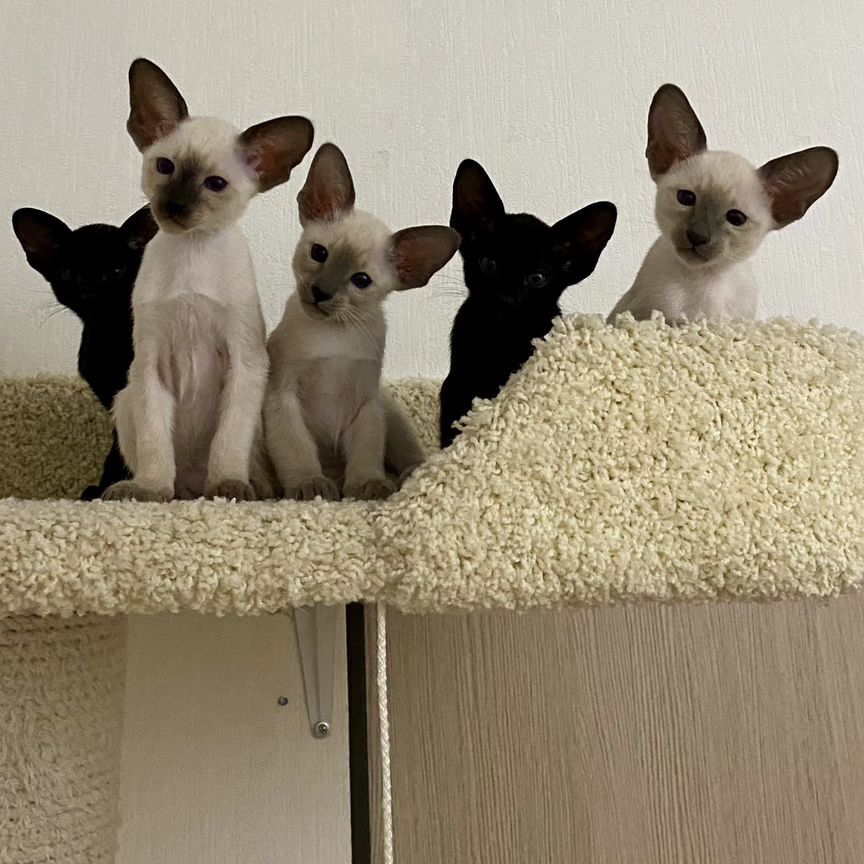 Ориентальные котята