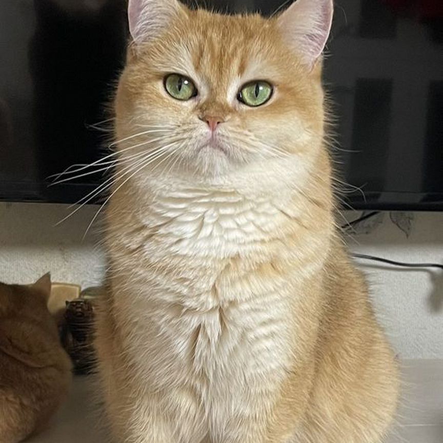 Золотая шиншилла кошечки