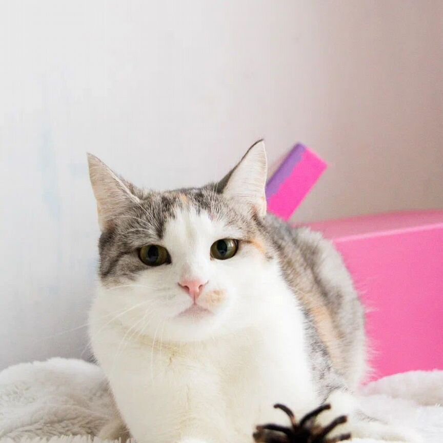 Кошечка станет вашим другом