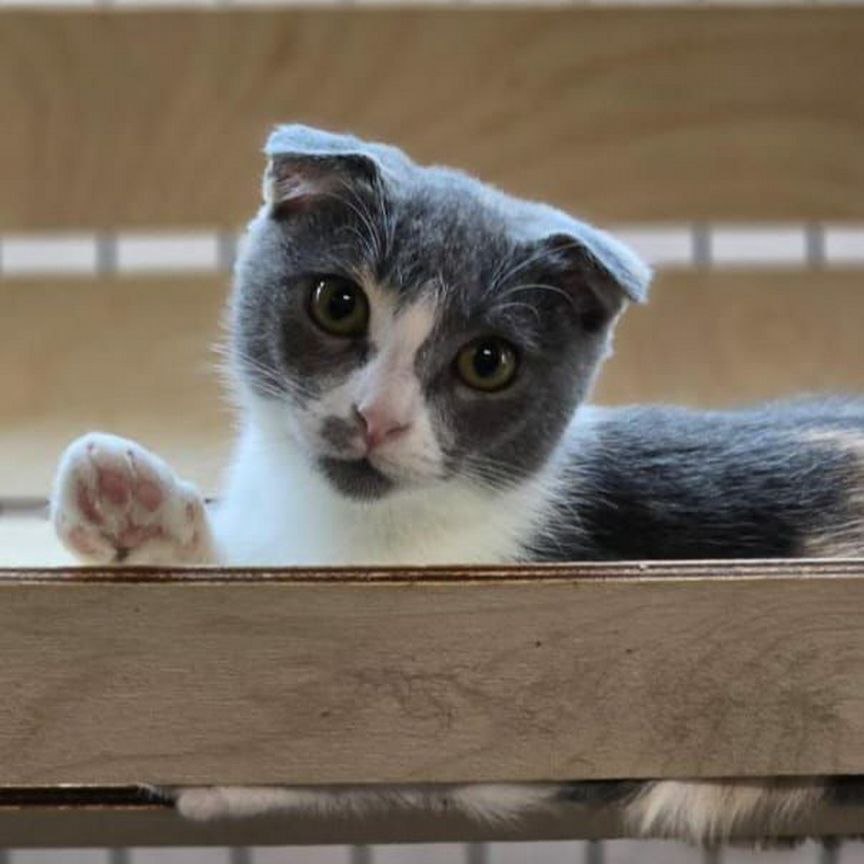 Котенок в дар