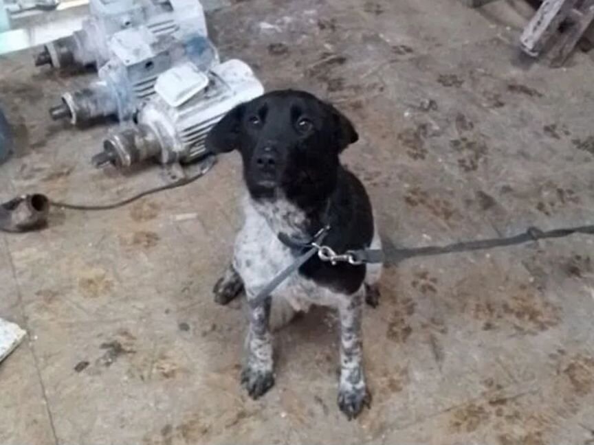 Собачка очень ищет дом