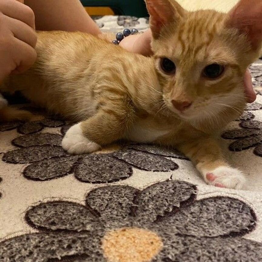 Котик львенок