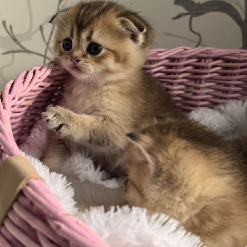 Котята золотая шиншилла