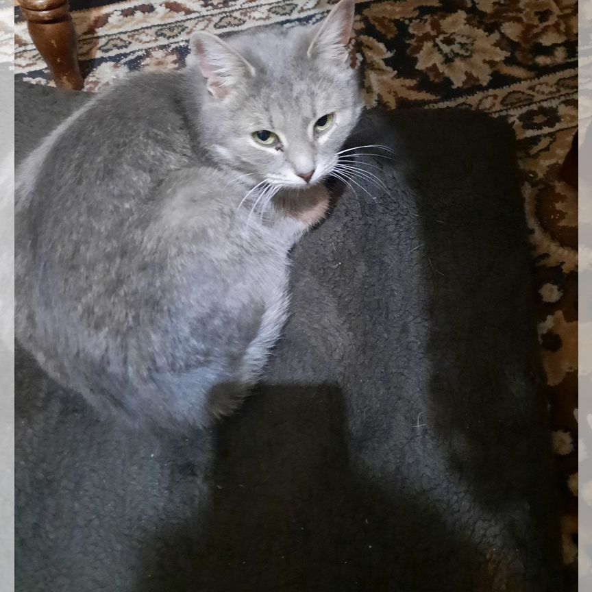 Кошка дымчатого цвета,около года