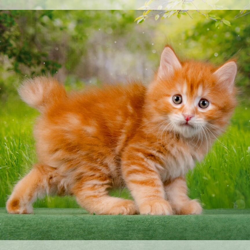 Красные мраморные котята из питомника