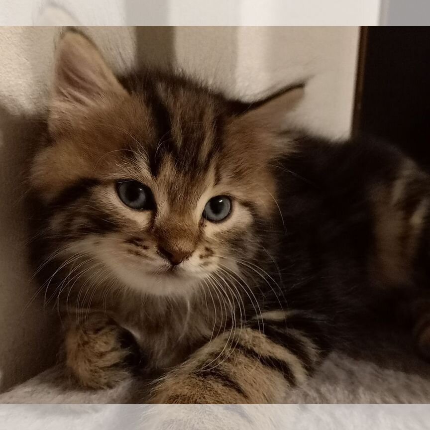 Сибирский котёнок (клубный)