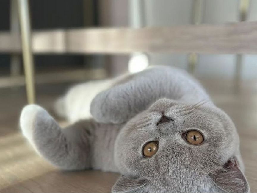 Британские элитные идеальные котята