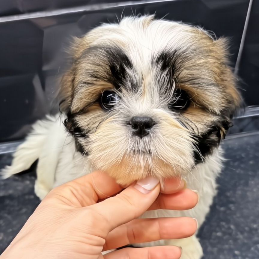 Ши-тцу, щенок