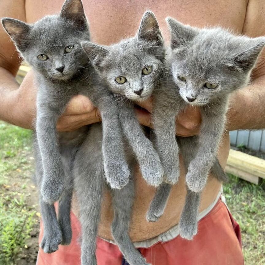 Брошенные котята ищут домик