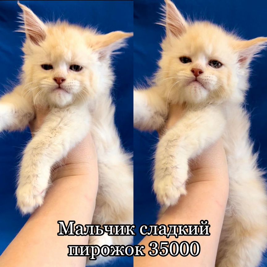 Котята мейн кун и полидакты голубоглазый мейн кун