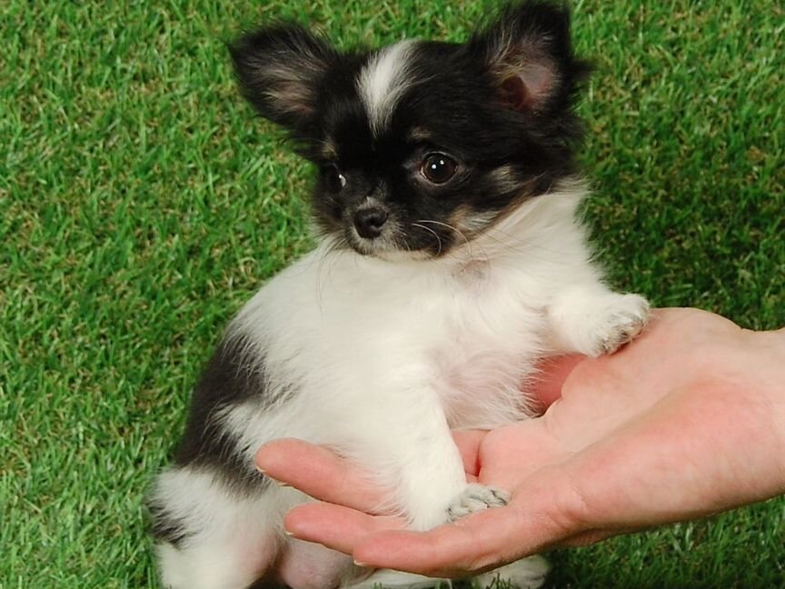 Девочка чихуахуа