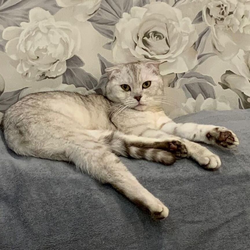 Шотландская вислоухая короткошёрстная кошка, взрослая