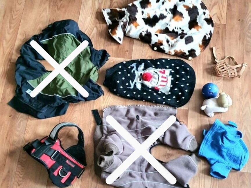 Одежда для собак