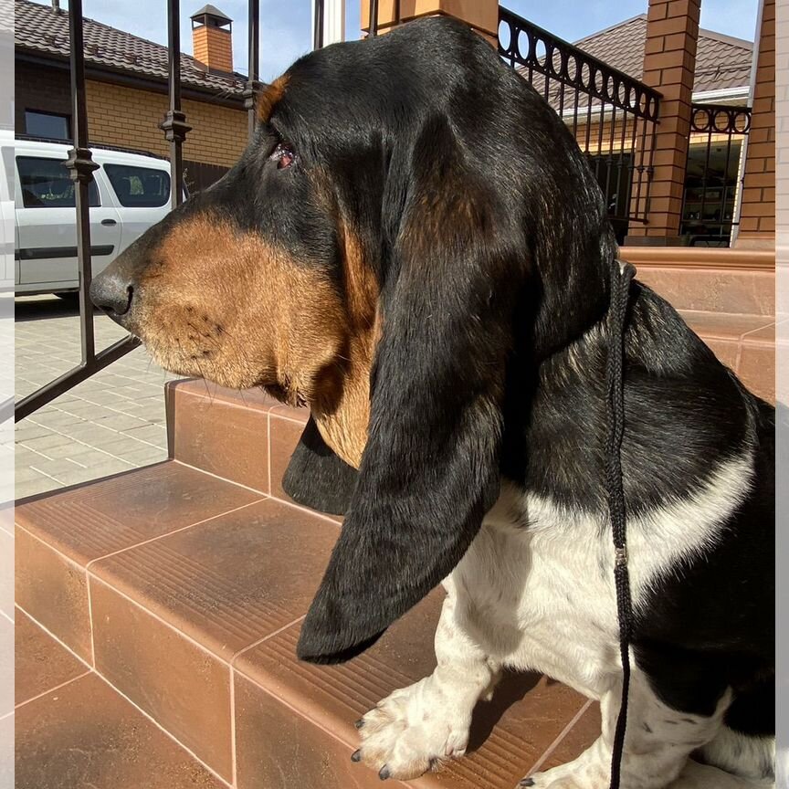 Девочка бассет хаунд 6 месяцев из питомника