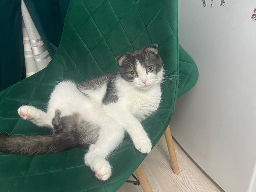 Домашние животные кошки