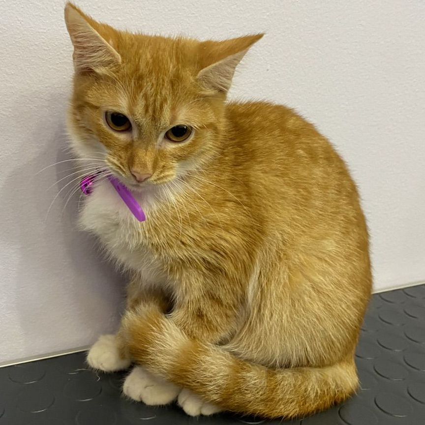 Котенок девочка Роза рыжая