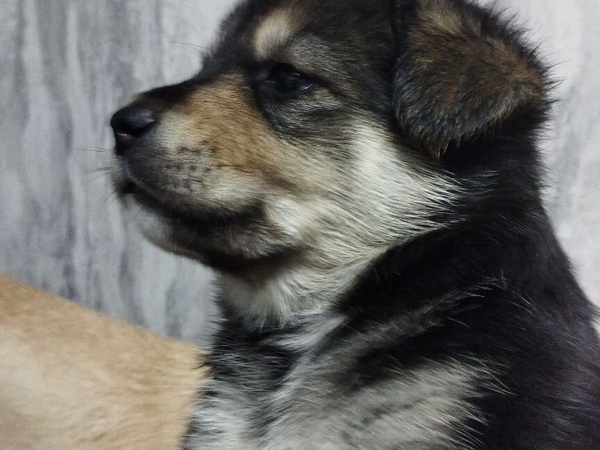 Собака