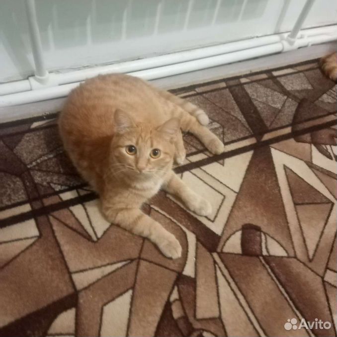 Рыжуля и Персик в добрые руки