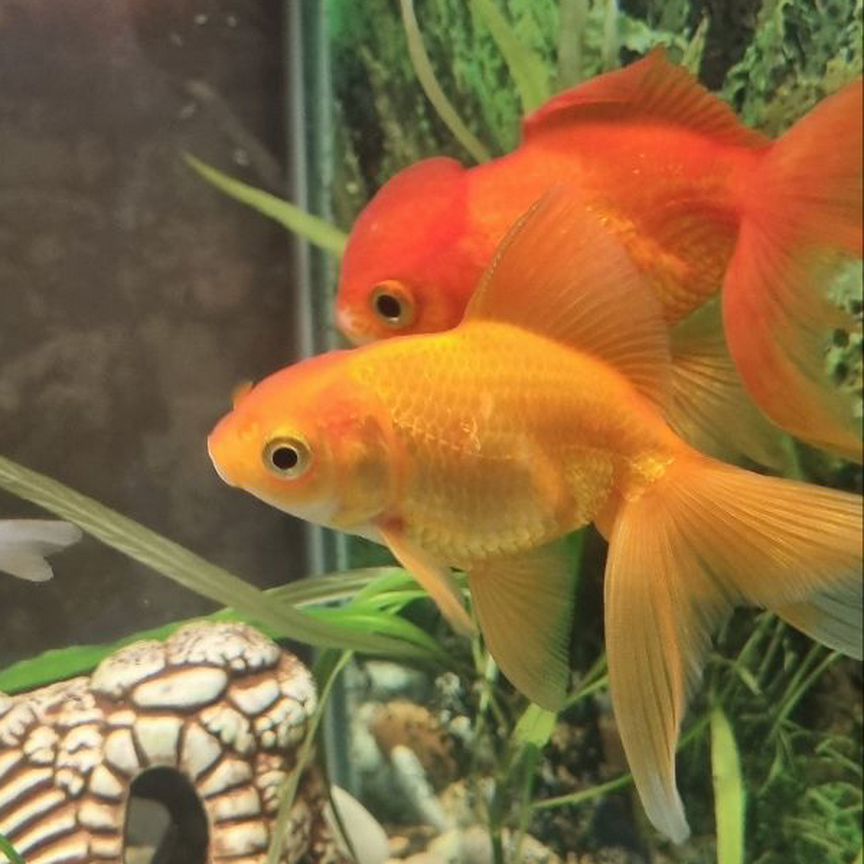 Золотая рыбка