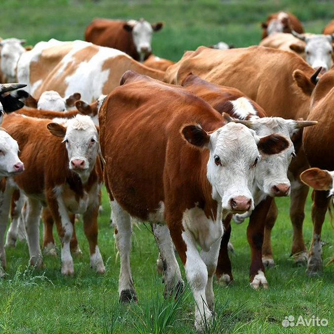 Продам дойных коров