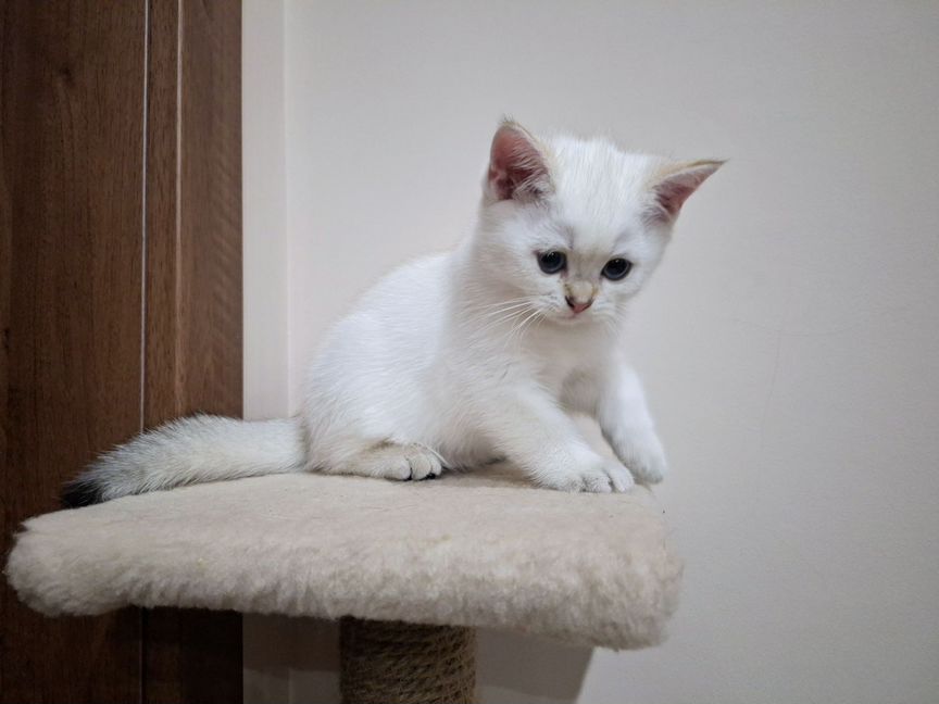 Британские котята прямоухие