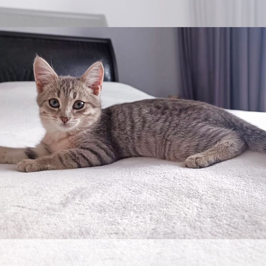 Котенок