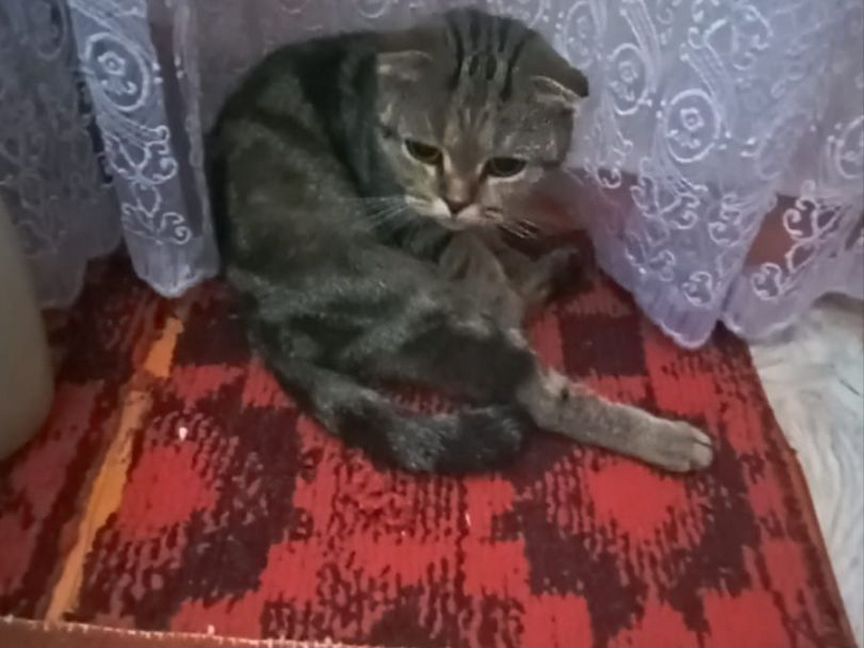 Котята шотландские