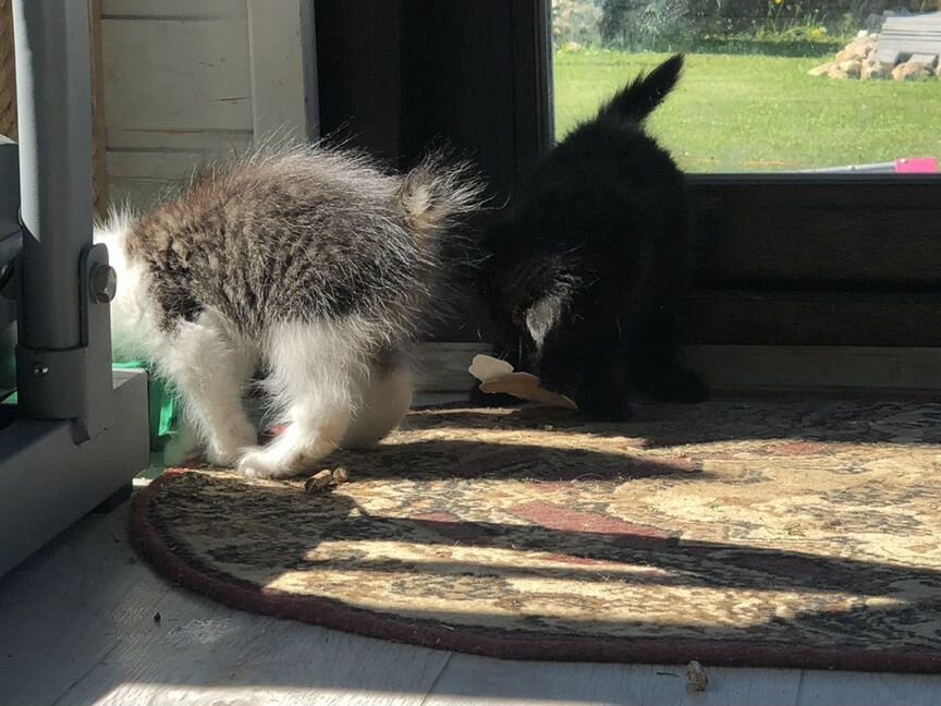 Котенок в дар