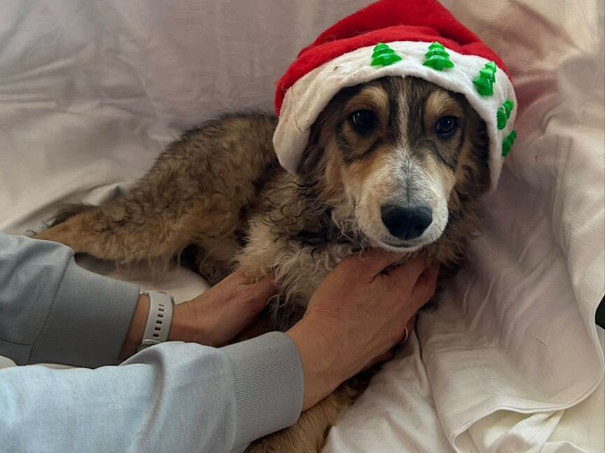 Отдам в добрые руки