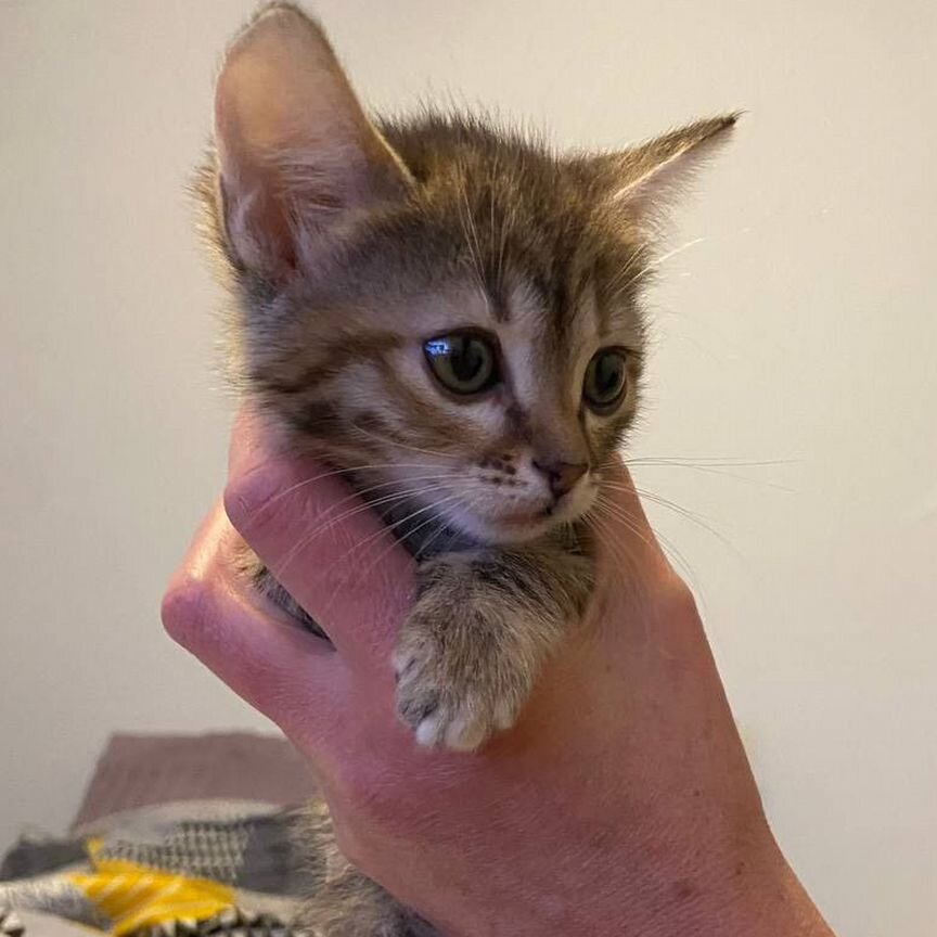 Котёнок в добрые руки