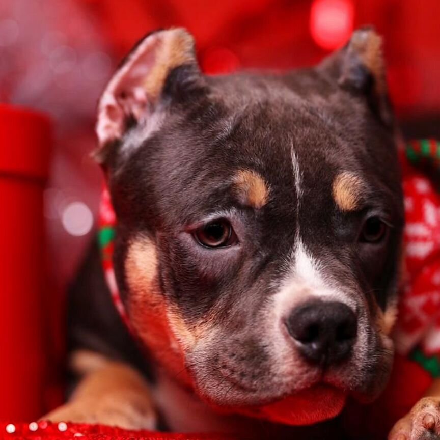 Яркая красотка американский булли триколор