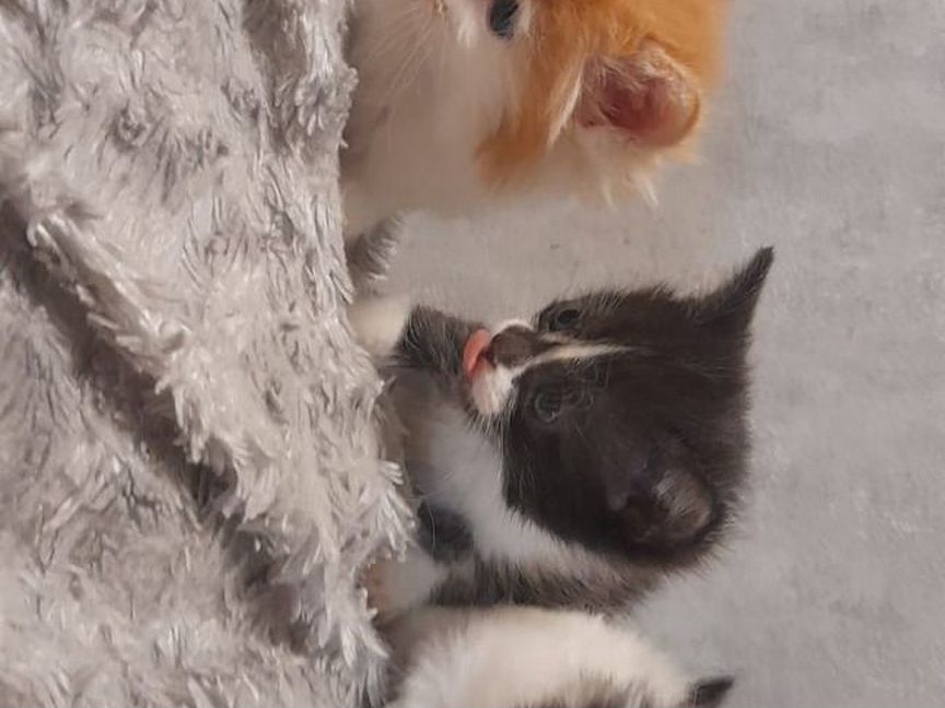 Котятки в добрые руки