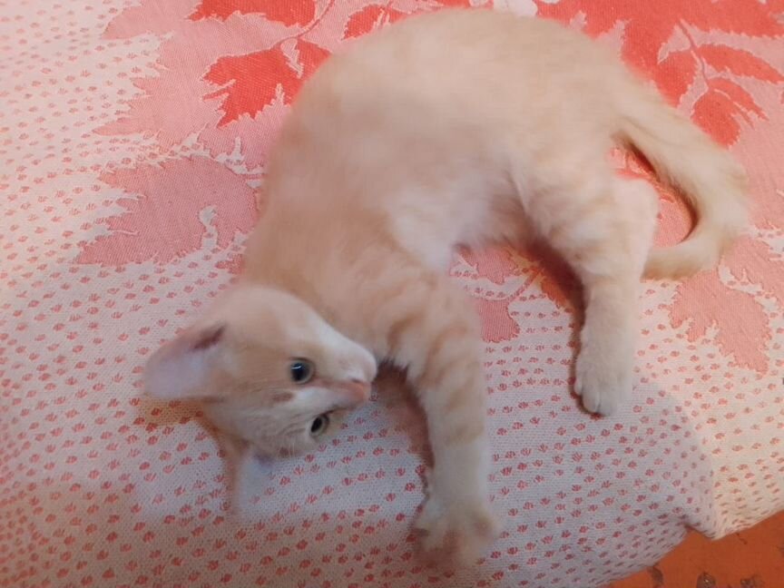 Персиковые котята подростки